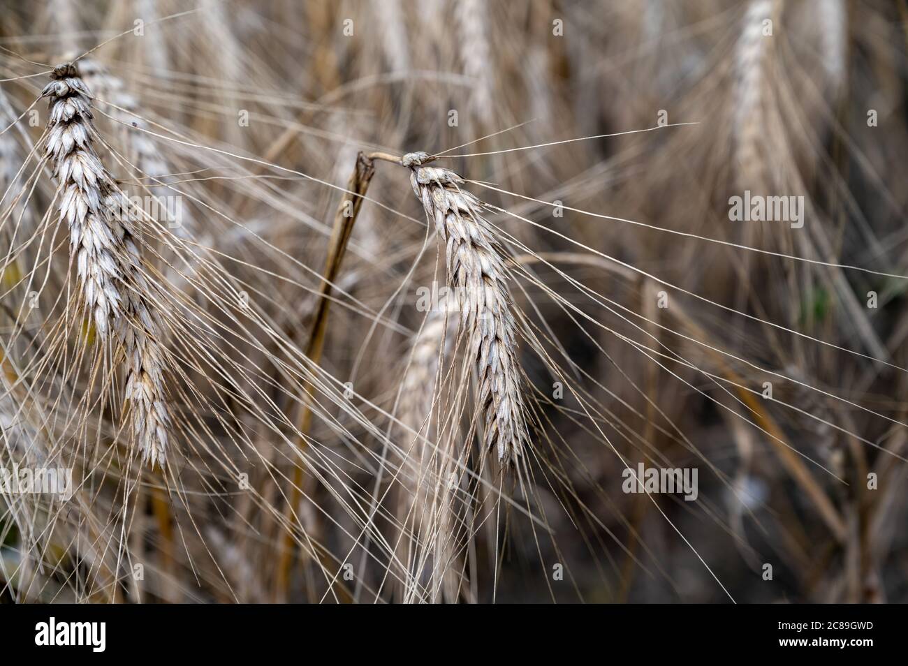 Ripe barley grains ready to harvest and making scotch whiskey Stock ...