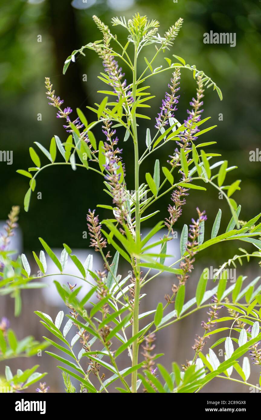 Licorice in bloom glycyrrhiza glabra hi-res stock photography and ...