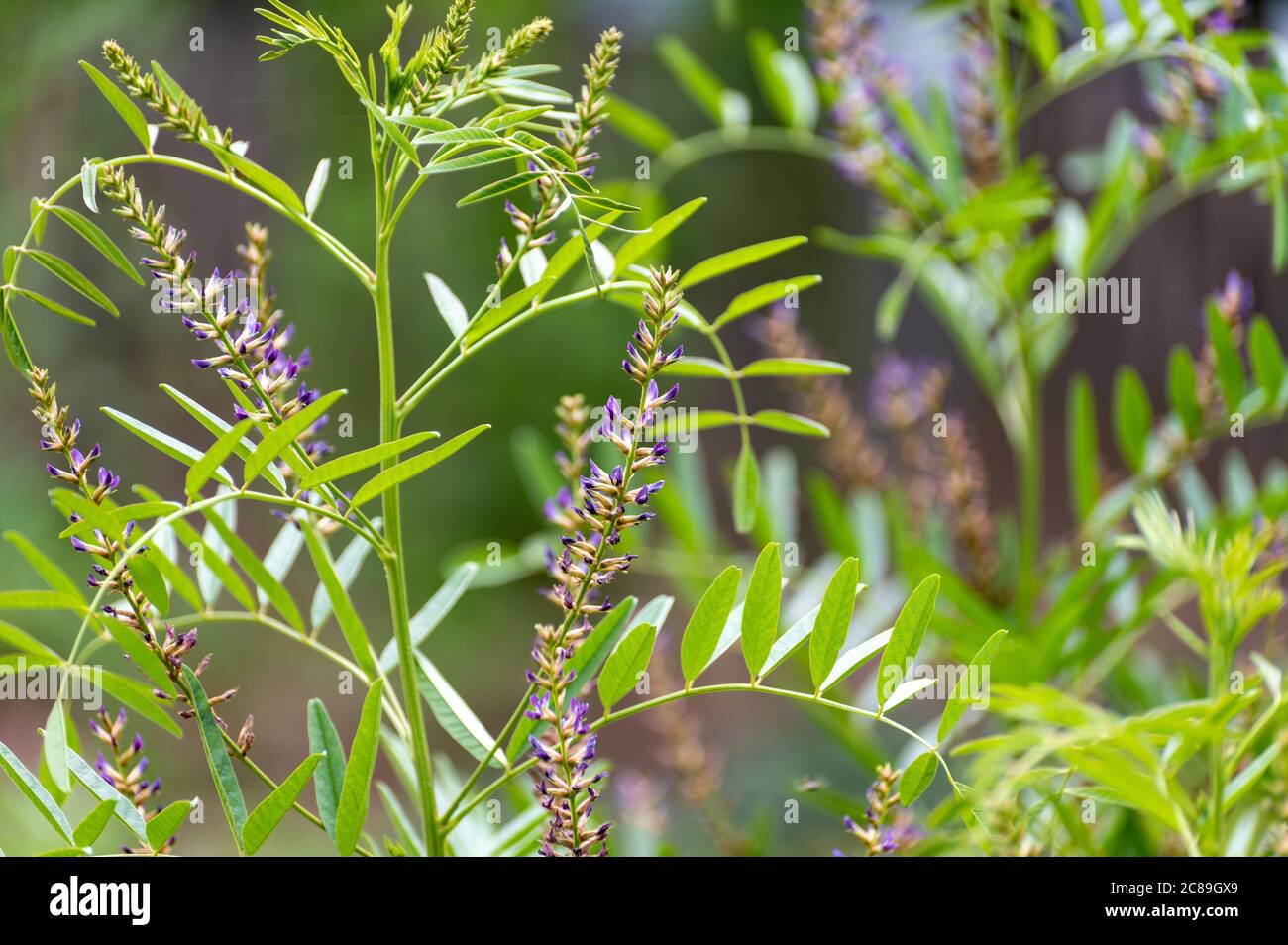 Licorice in bloom glycyrrhiza glabra hi-res stock photography and ...