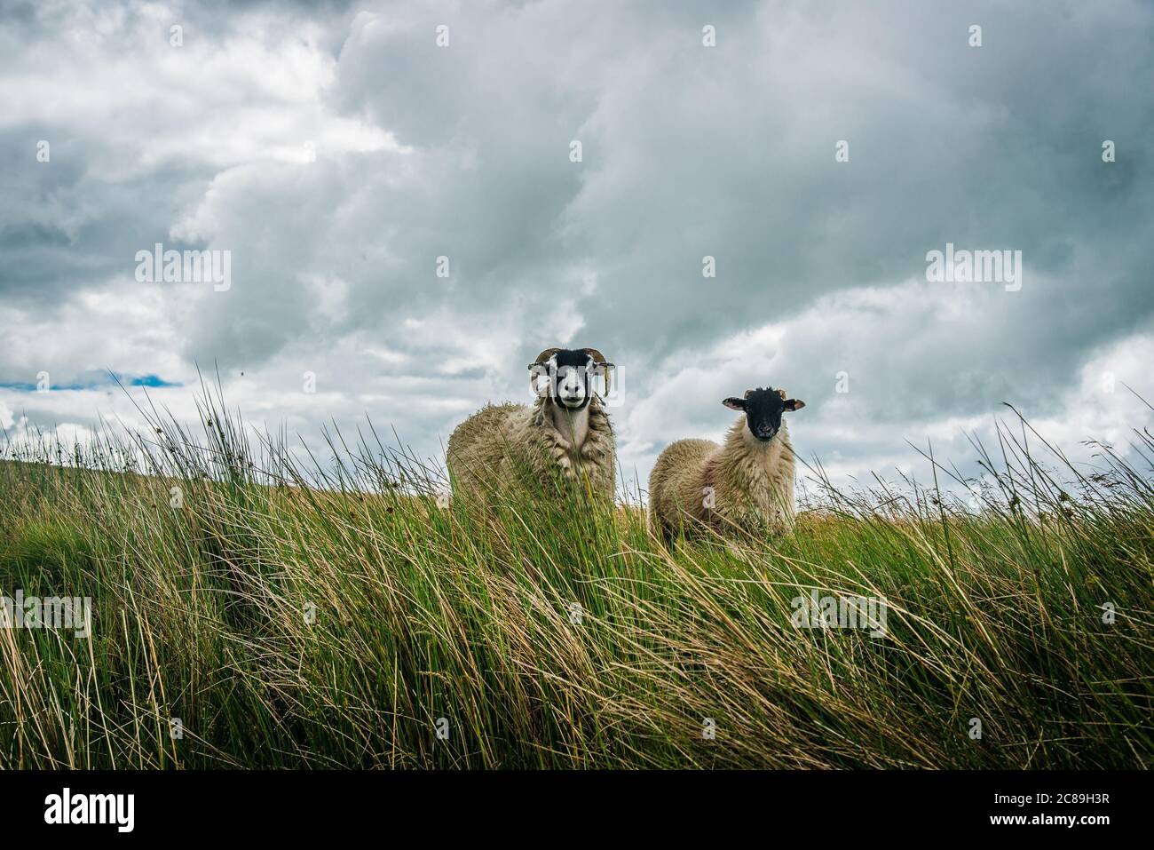 Swaledale Lamb High Resolution Stock Photography and Images - Alamy