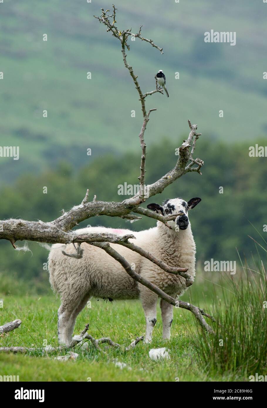 Mule bird hi-res stock photography and images - Alamy