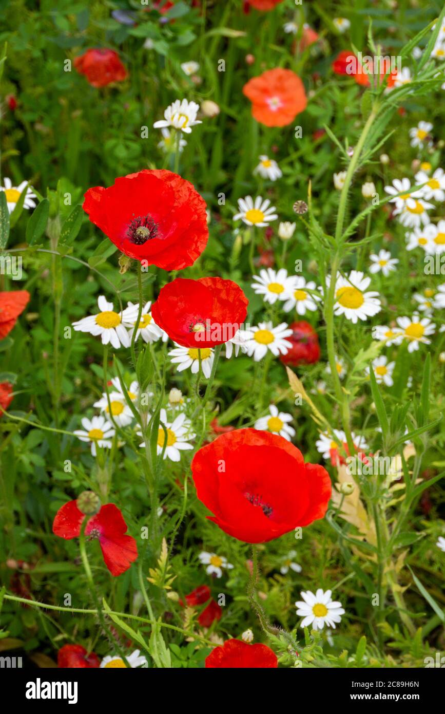 Wildflower border hi-res stock photography and images - Alamy