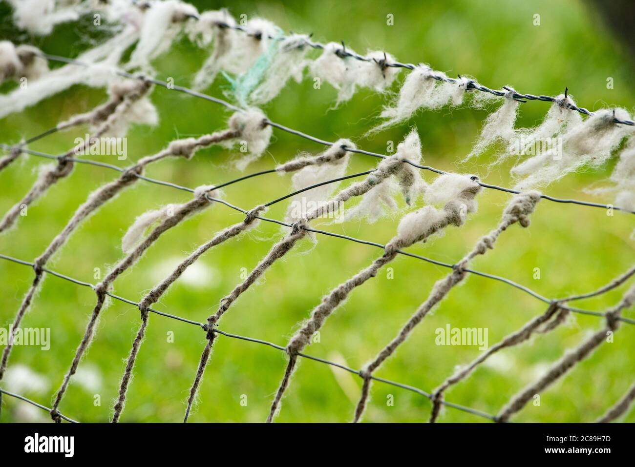 Sheep wool on a wire fence, Chipping, Preston, Lancashire, UK Stock ...