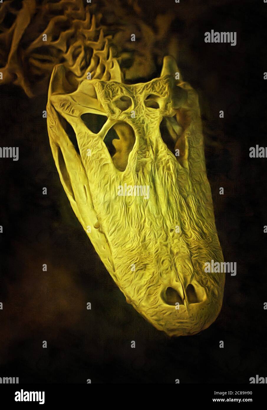 Illustratuons bones, skull,aligator skull,mississippi alligator ...