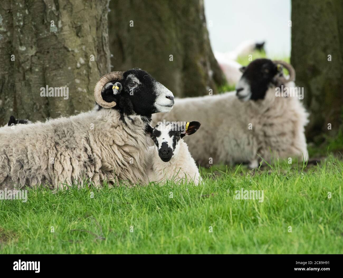 Swaledale ewes and a Mule lamb lying in a field and trees, Chipping ...
