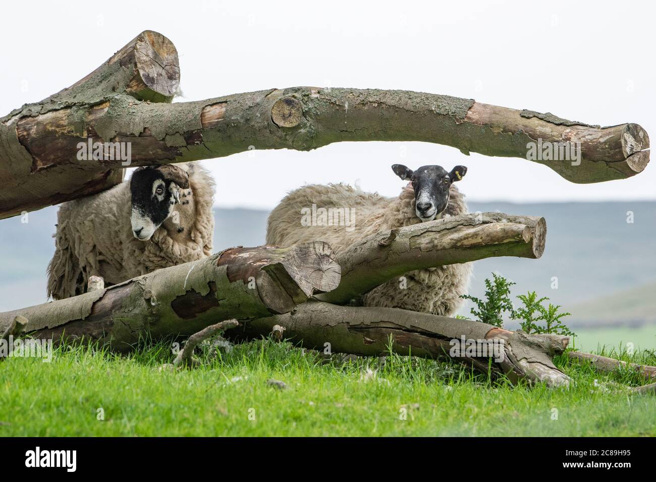 Sheep and fallen tree, Chipping, Preston, Lancashire, UK Stock Photo ...