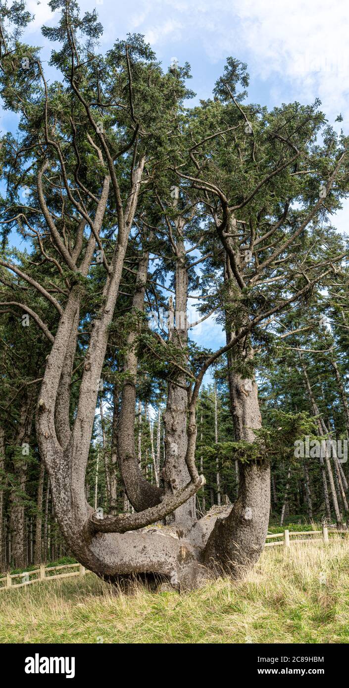Octopus tree hi-res stock photography and images - Alamy