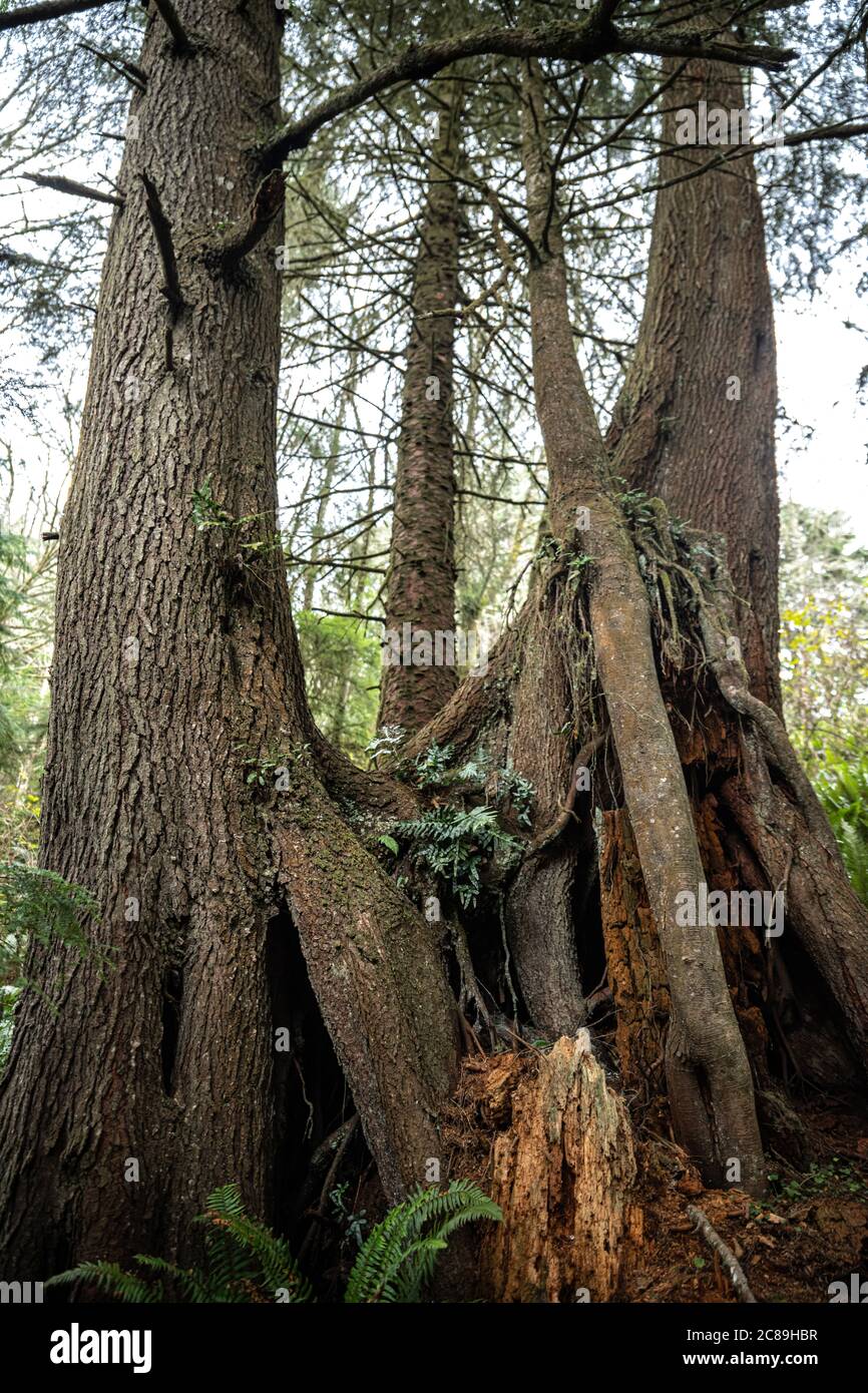 Conifer Forest Trees in Coastal Oregon Stock Photo - Alamy