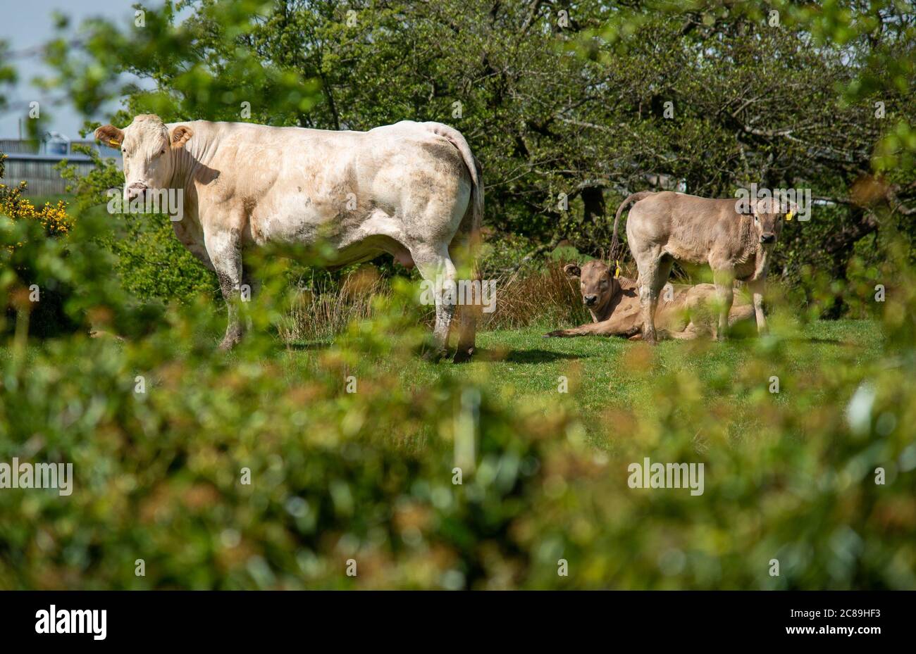 Cow in field beef cattle hi-res stock photography and images - Alamy