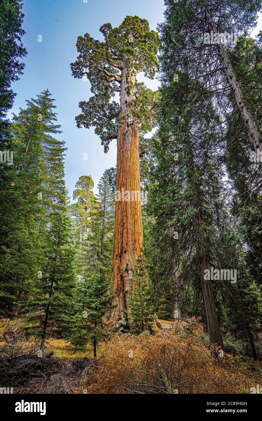 Vertical low angle shot of the magnificent tall trees captured in a ...