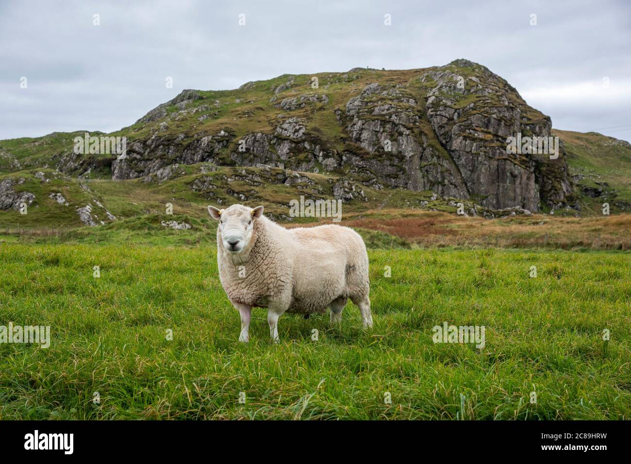Ram tup scotland male hi-res stock photography and images - Alamy