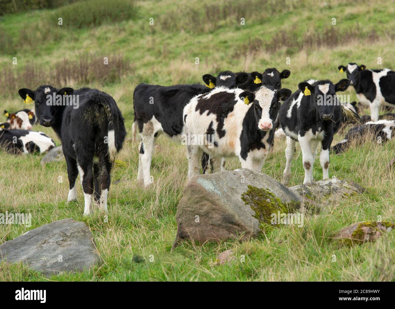 Dairy calves, Macclesfield, Cheshire Stock Photo - Alamy