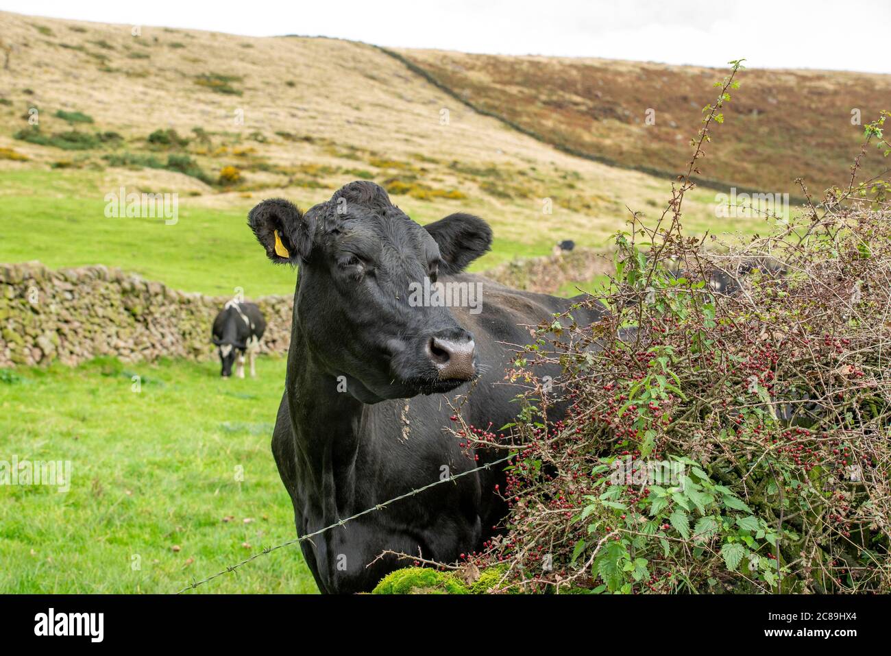 Bovine cows hi-res stock photography and images - Alamy