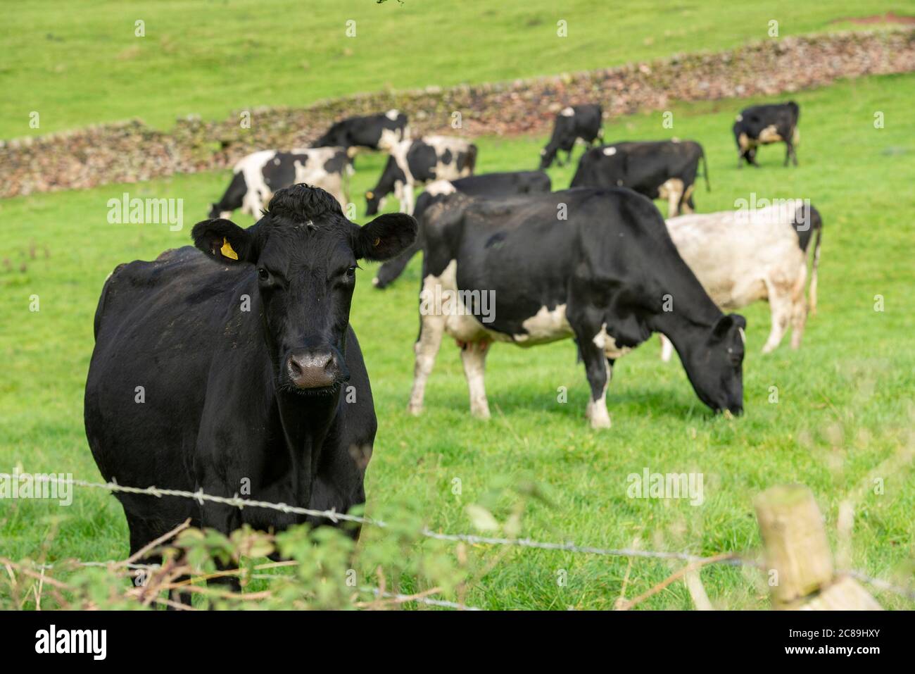 Cows herd grazing hi-res stock photography and images - Alamy