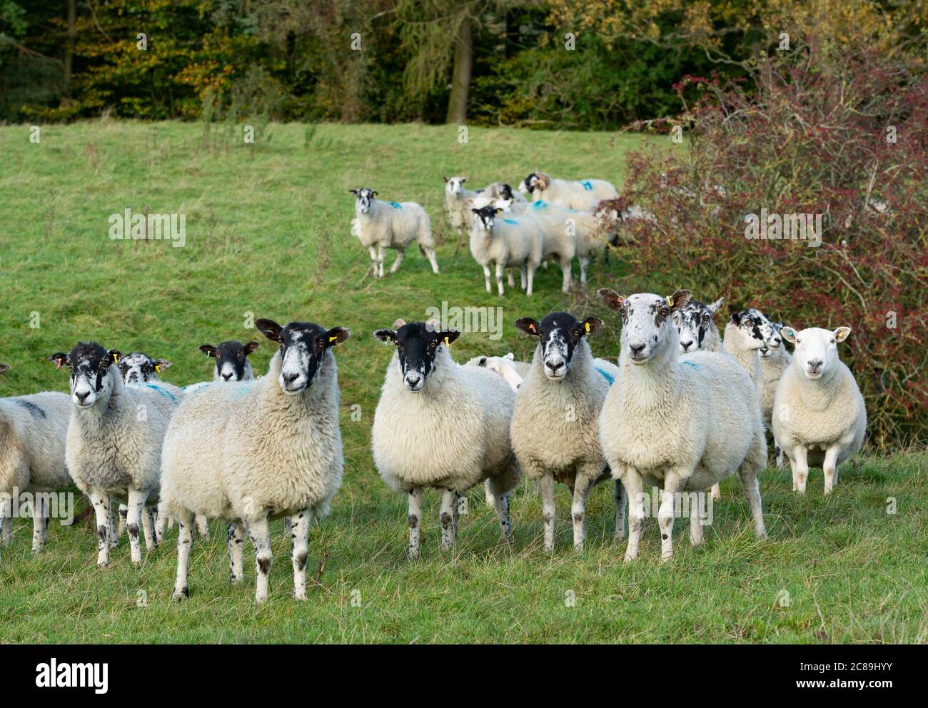 Mixed sheep breeds hi-res stock photography and images - Alamy