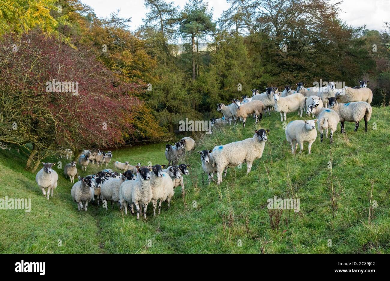 Mixed sheep breeds hi-res stock photography and images - Alamy
