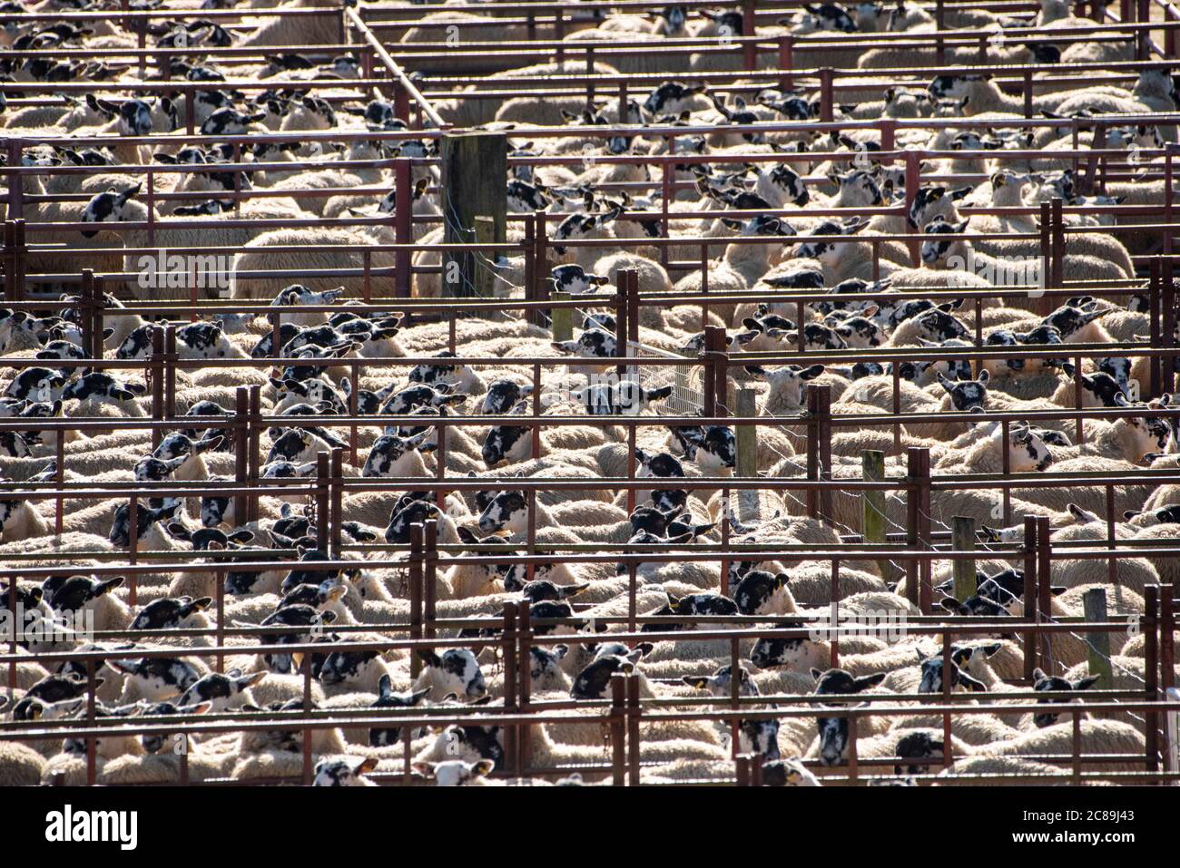 Sheep auction cumbria hi-res stock photography and images - Alamy