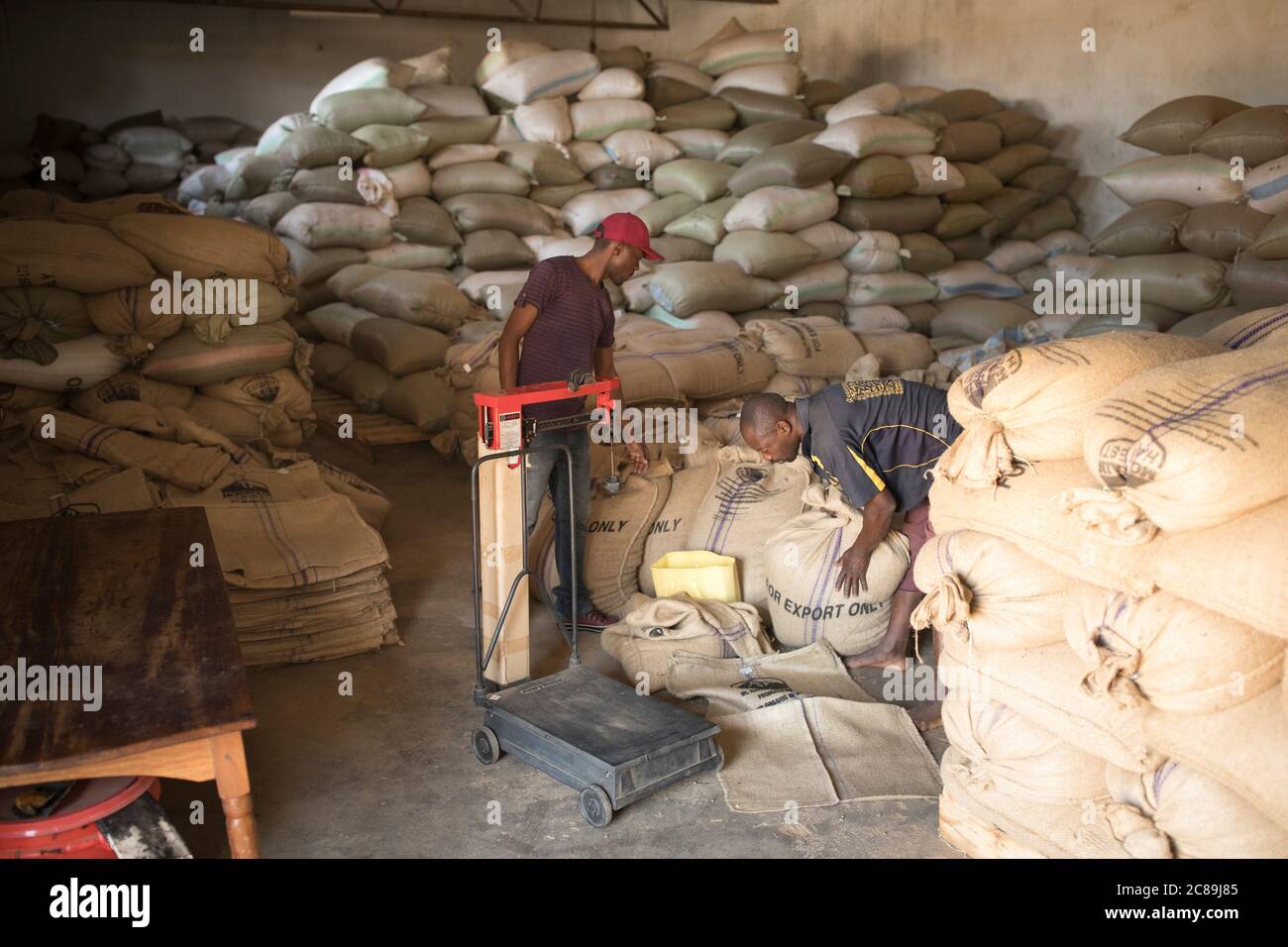 Dried coffee beans are weighed and stored in burlap sacks at a coffee ...