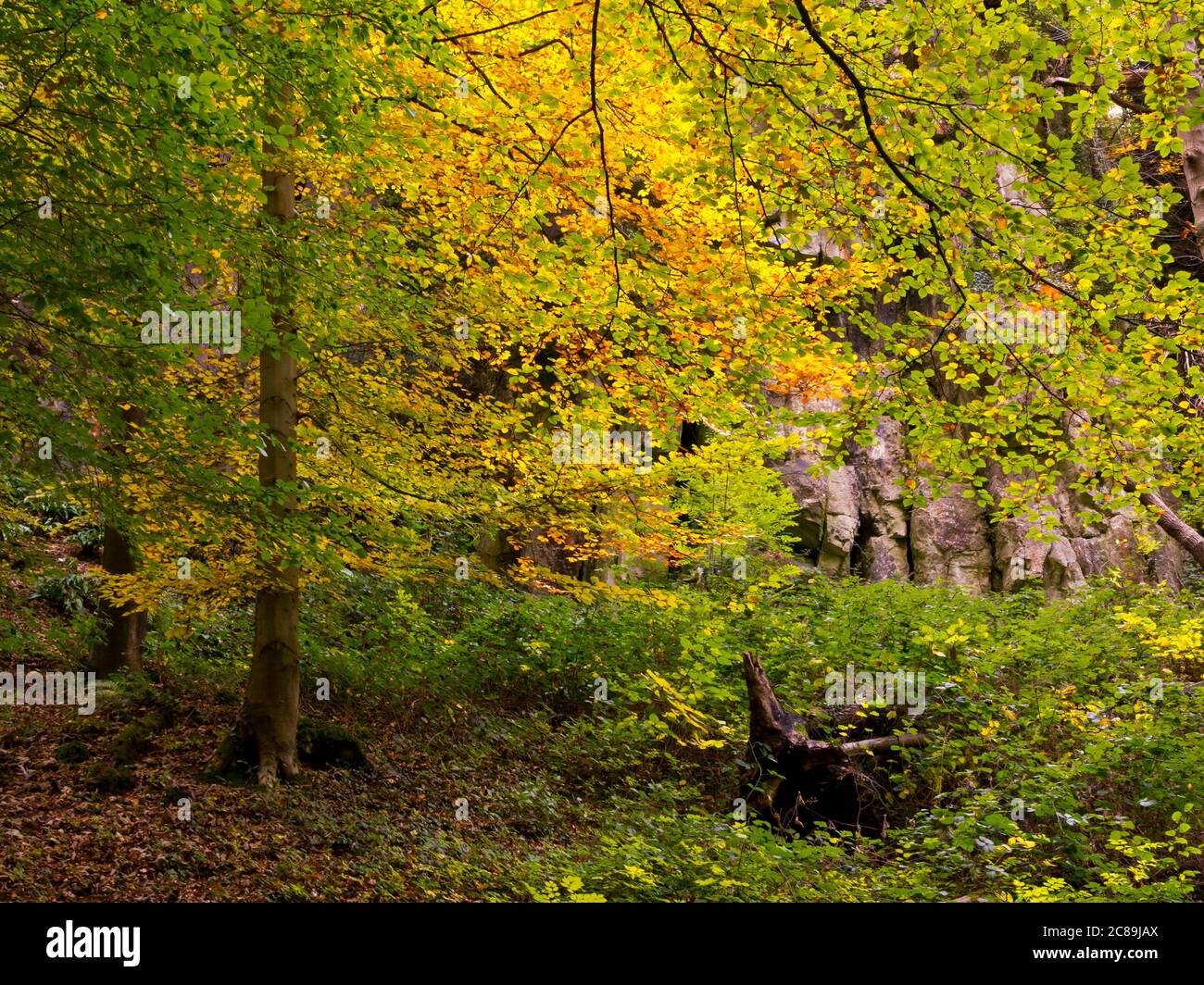 Autumn colour in trees at Matlock Bath in the Derbyshire Peak District ...