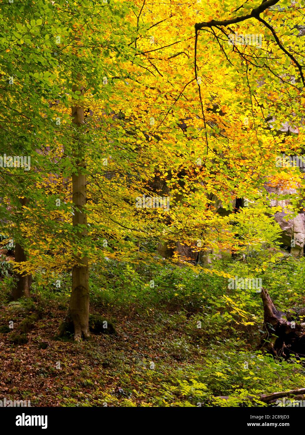 Autumn colour in trees at Matlock Bath in the Derbyshire Peak District ...