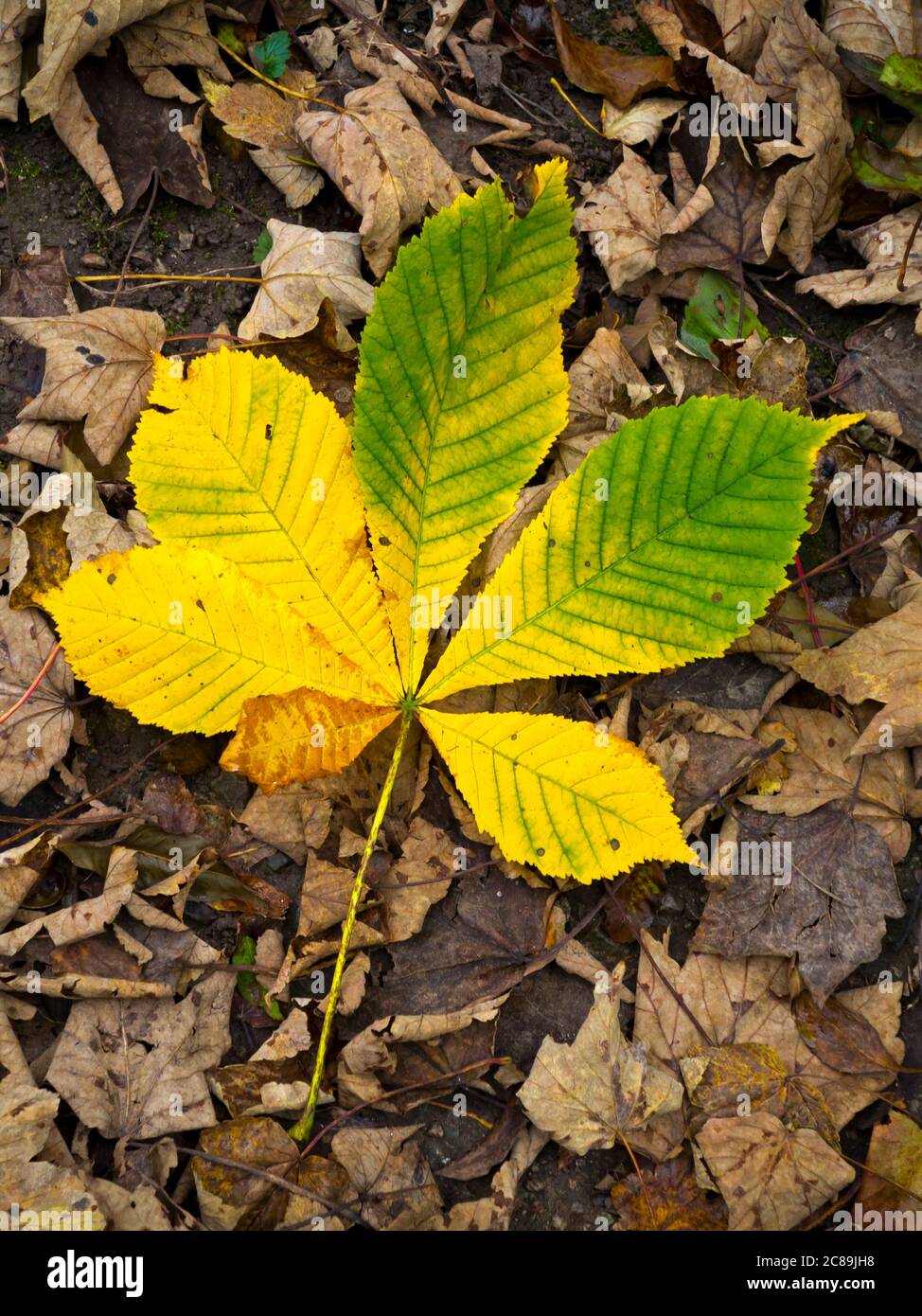 Chestnut tree leaf in autumn with yellow and green colouring Stock ...