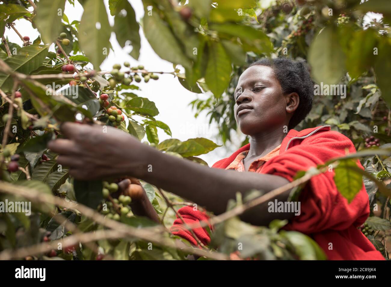 Picking coffee from tree hi-res stock photography and images - Alamy