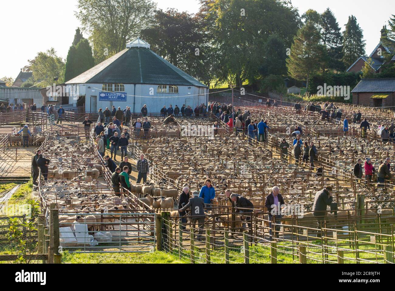 Livestock auction uk hi-res stock photography and images - Alamy