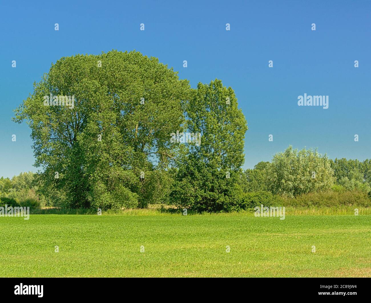 Summer landscape with trees in the fields of Bourgoyen nature reserve ...