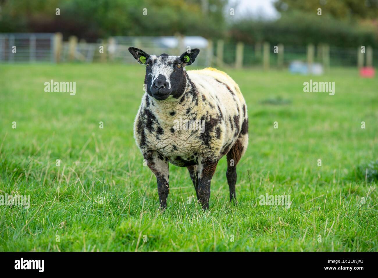 Dutch Spotted ram, Cumbria Stock Photo - Alamy