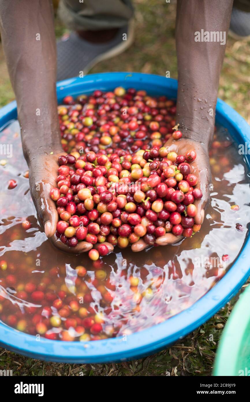 A small coffee farmer washes his harvest on his farm on the foothills ...