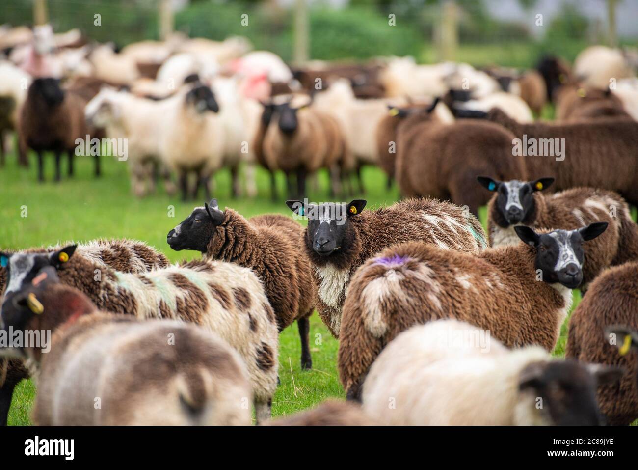 Mixed flock of sheep, Cumbria, UK Stock Photo - Alamy