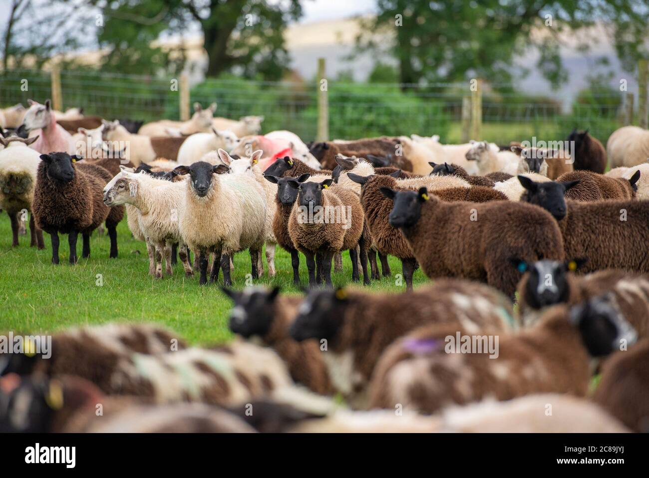 Mixed flock of sheep, Cumbria, UK Stock Photo - Alamy