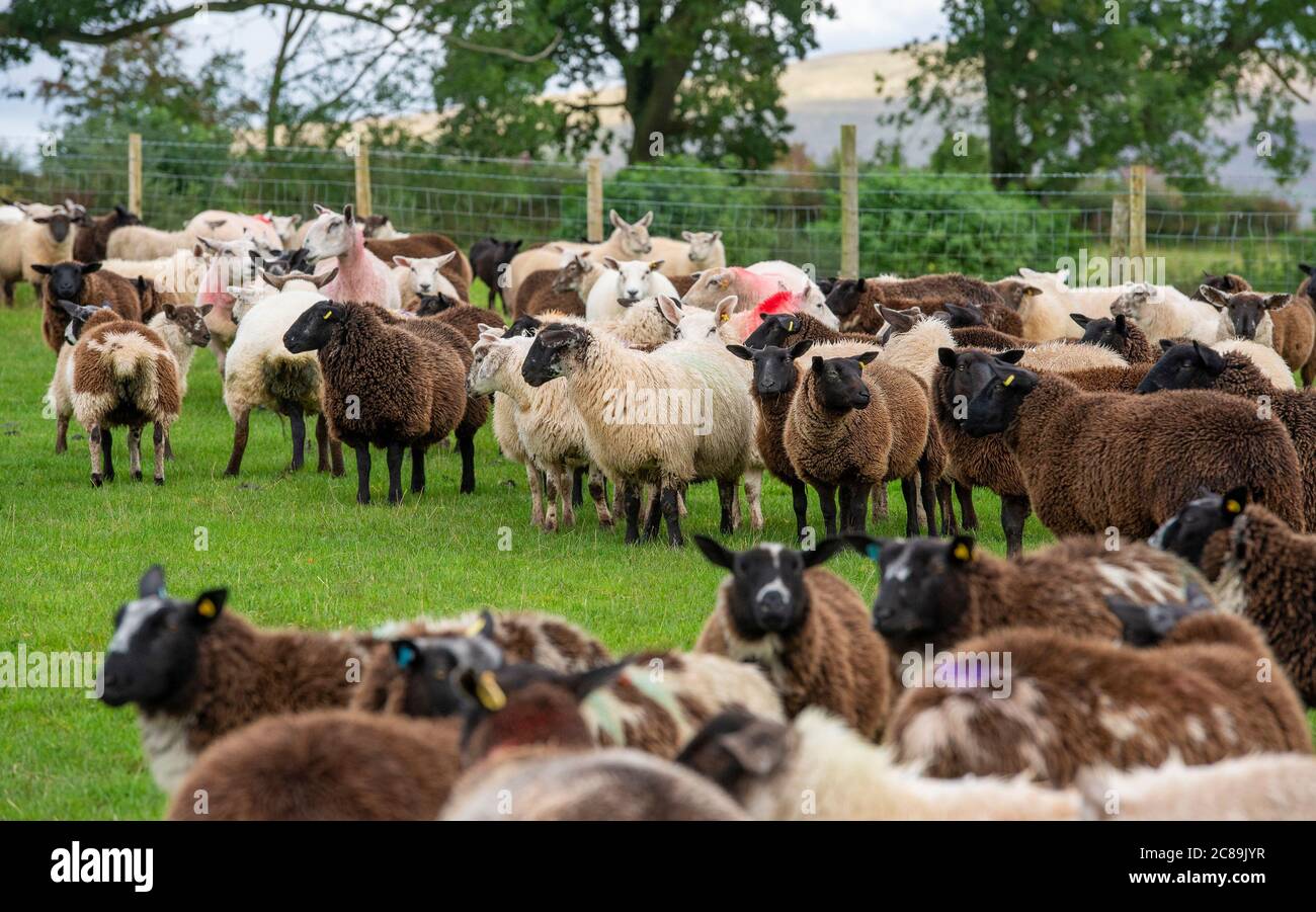 Mixed farm animals hi-res stock photography and images - Alamy