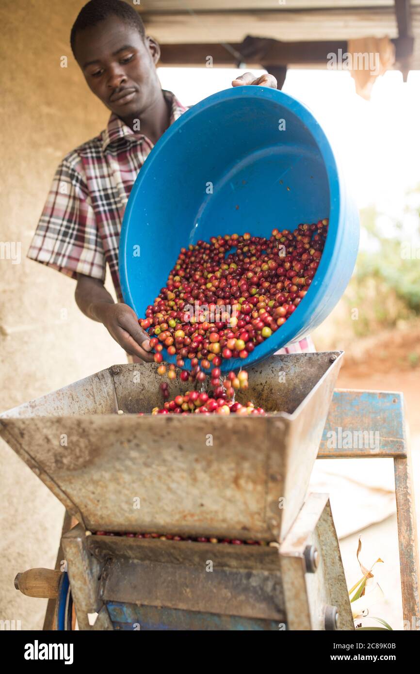 A small coffee farmer utilizes a pulping machine, quickly removing the ...