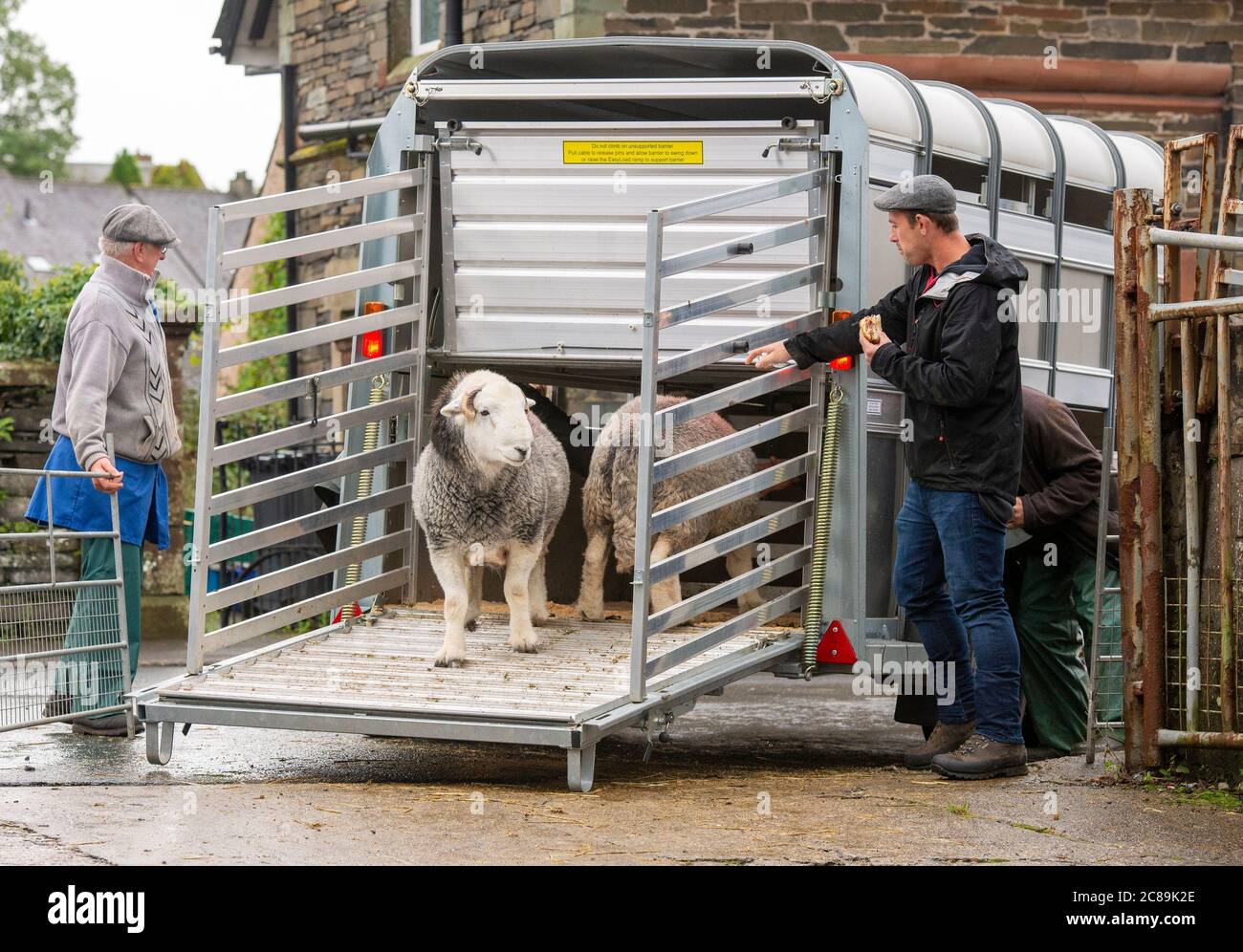 Unloading Herdwick rams, Broughton in Furness sale of Herdwick sheep ...
