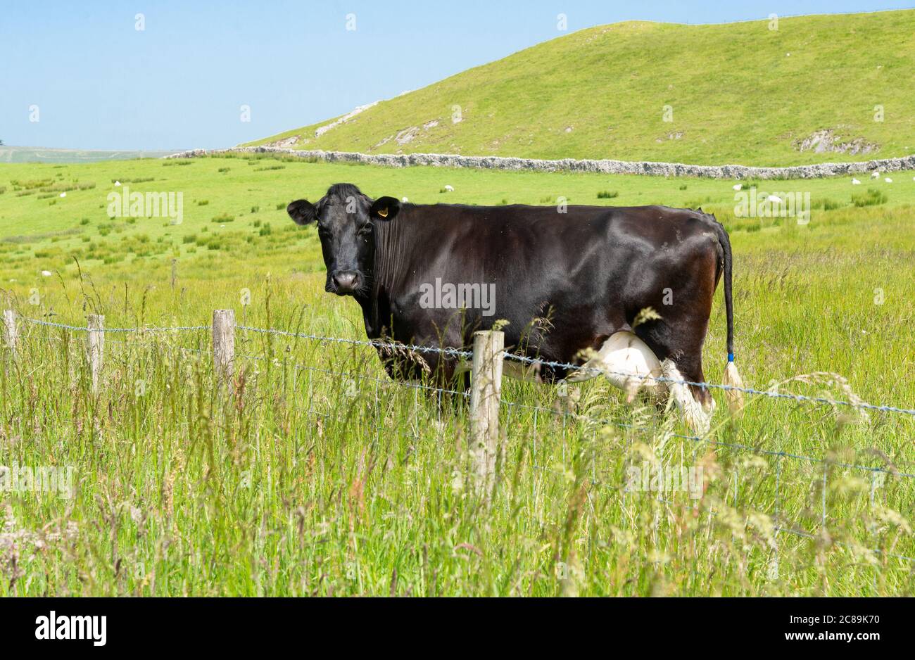 Black and white dairy cow, Whitewell, Clitheroe, Lancashire, England ...