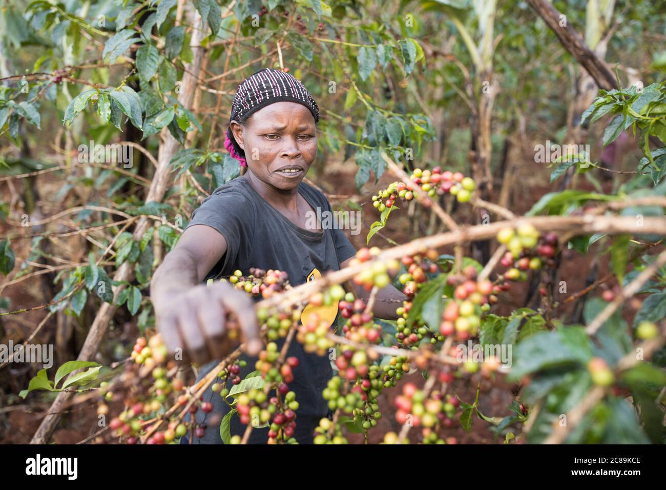 Agriculture harvesting hi-res stock photography and images - Alamy