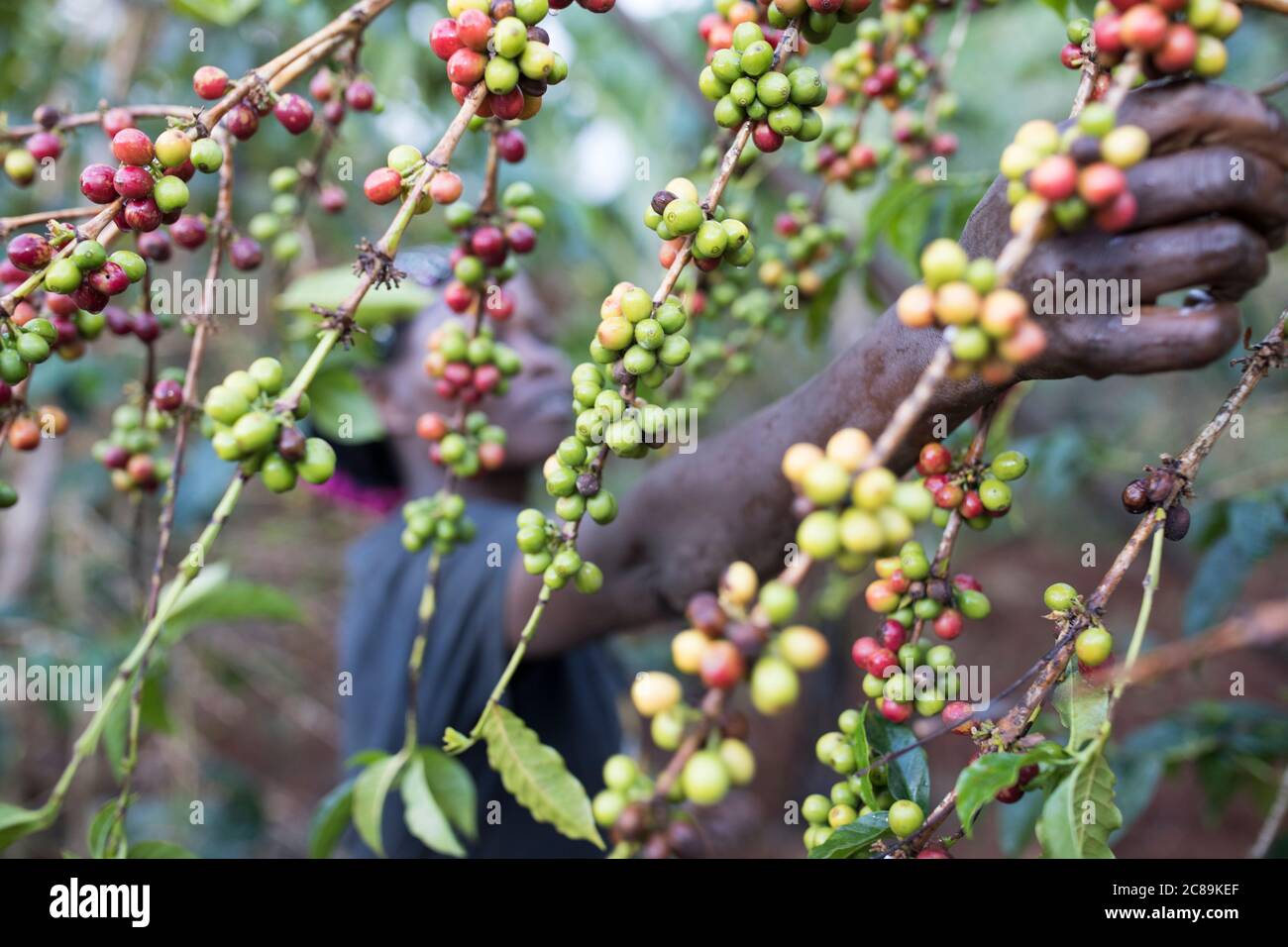 Woman coffee grower harvesting fresh coffee cherries on a farm on the ...