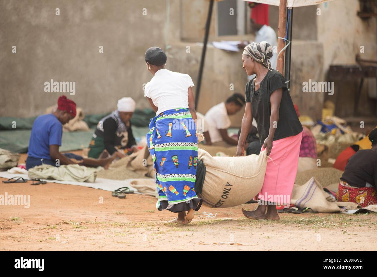 Strong female workers carry a heavy sack of coffee beans at a coffee ...