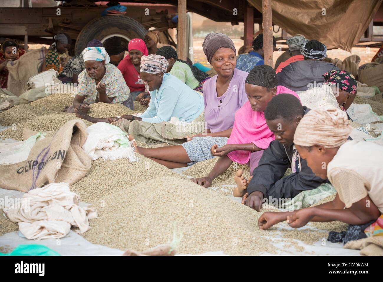 Women workers quality sort and bag dried coffee beans at a coffee ...