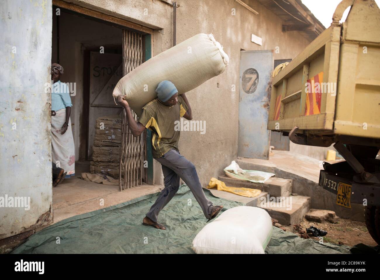 Strong male workers load heavy sacks full of coffee bean onto a truck ...