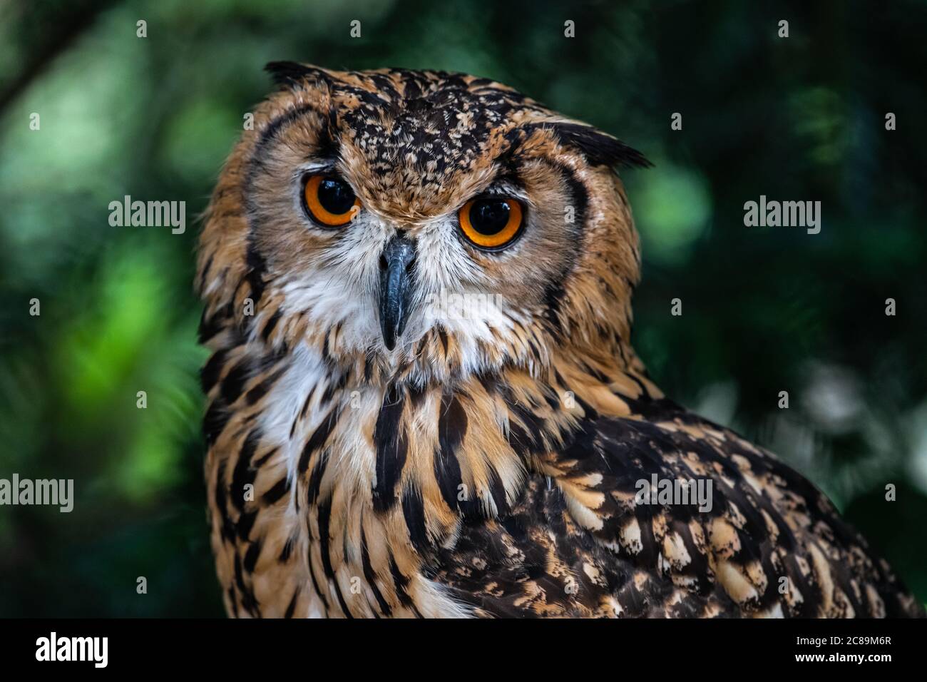 Portrait of an Uhu or Eurasian Eagle-owl (Bubo bubo Stock Photo - Alamy
