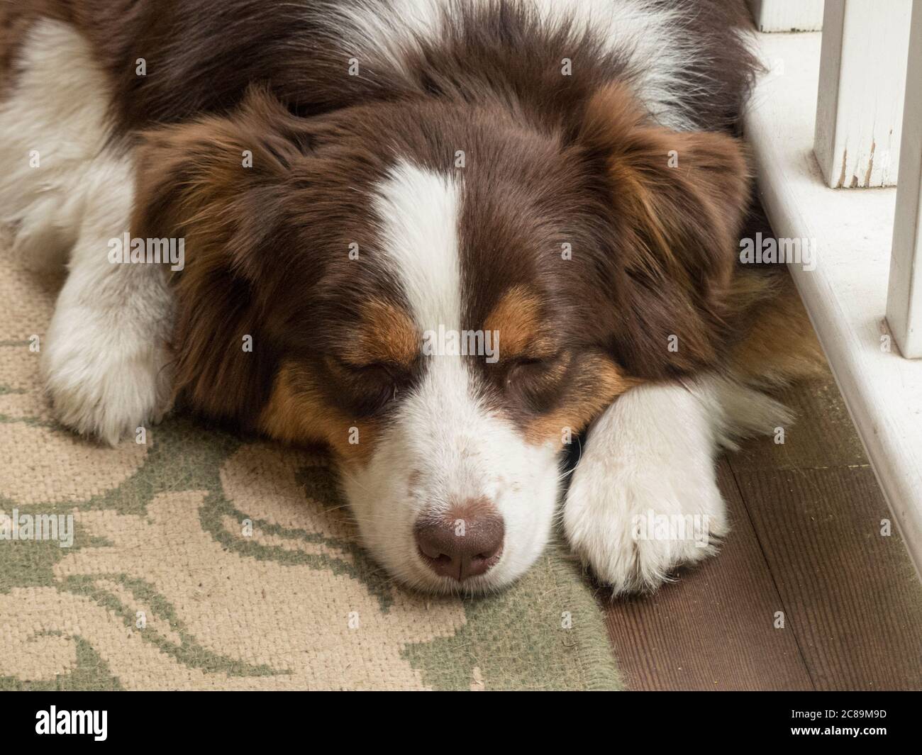 A female Red Australian Shepherd taking a nap Stock Photo - Alamy