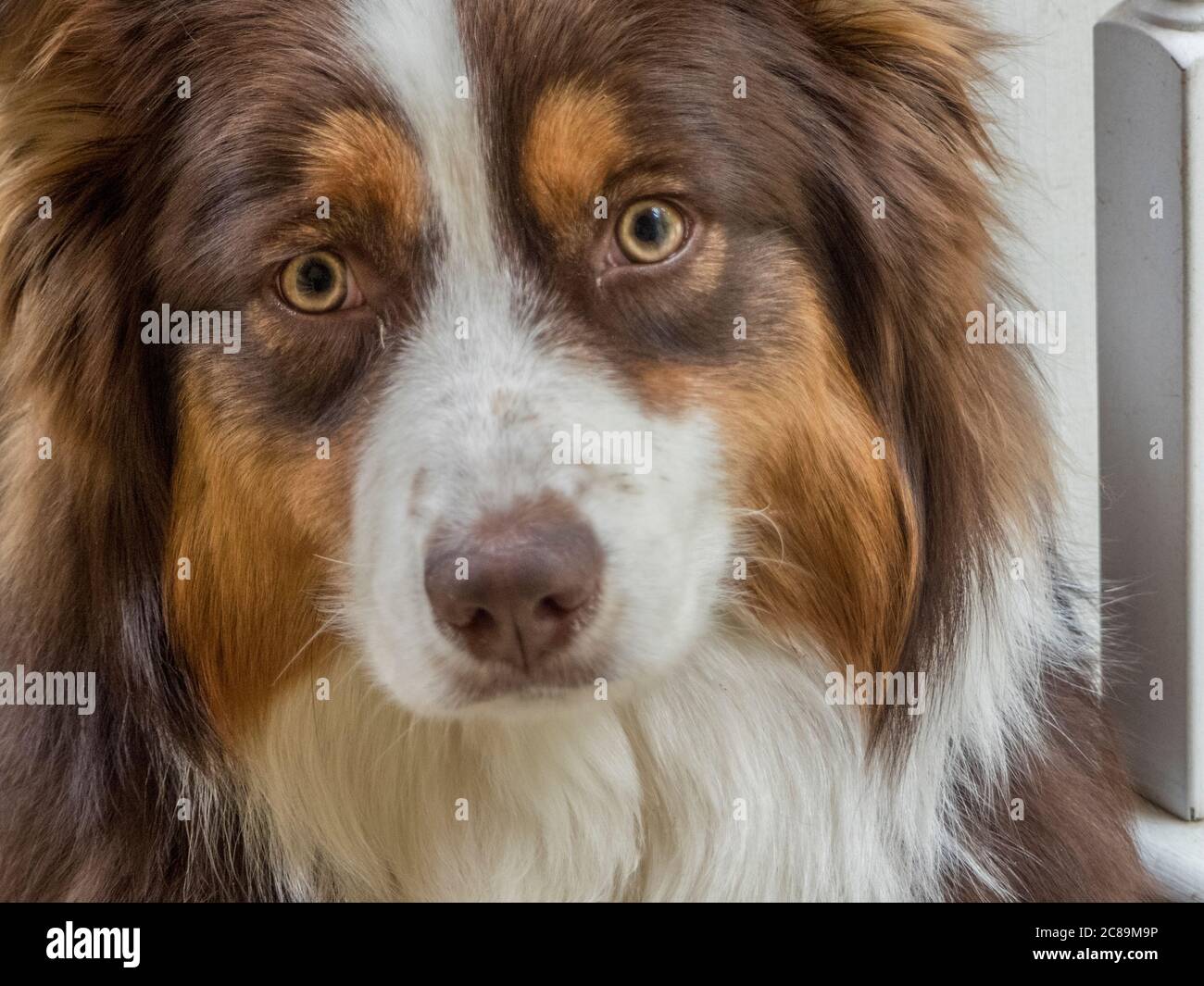 Australian shepherd hi-res stock photography and images - Alamy
