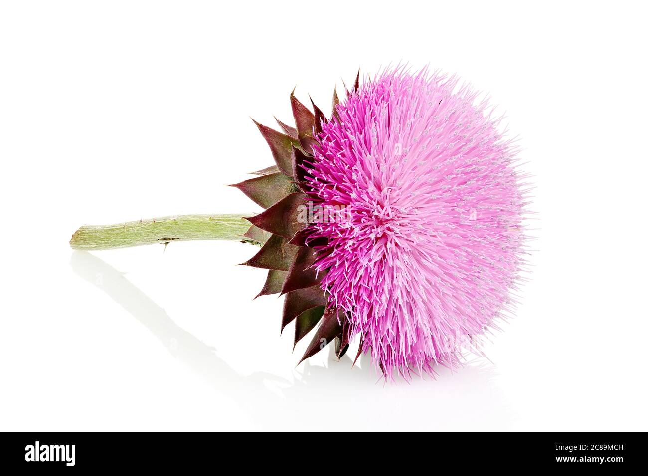 close up of milk thistle isolated on white Stock Photo - Alamy