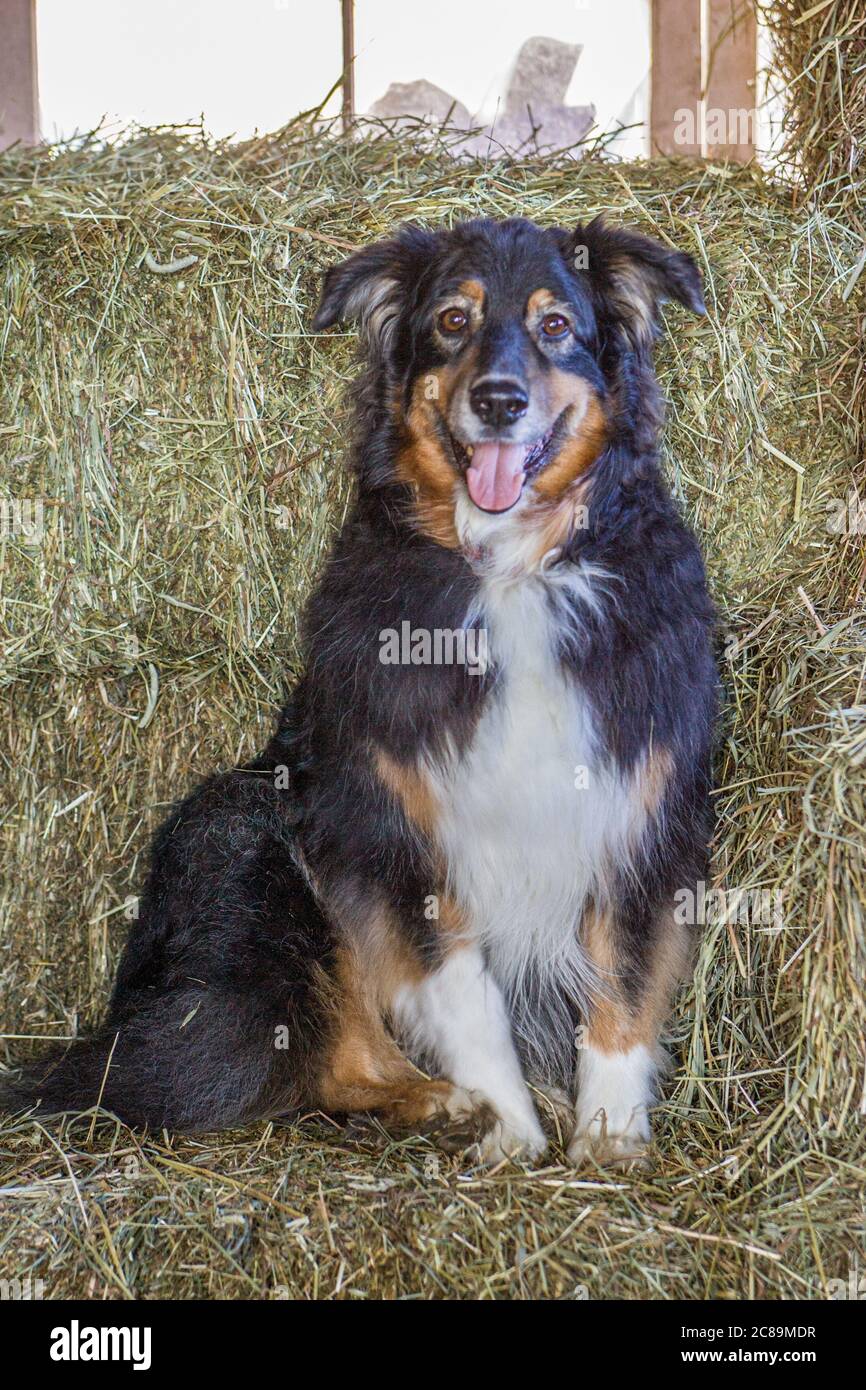 Mini Aussie Black Tri Adult