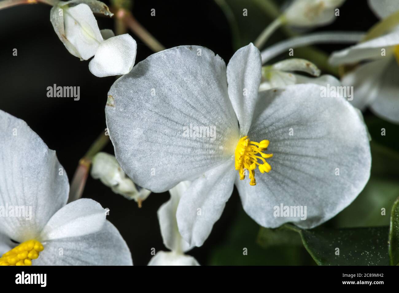 Flower of Undulata Begonia (Begonia undulata Stock Photo - Alamy