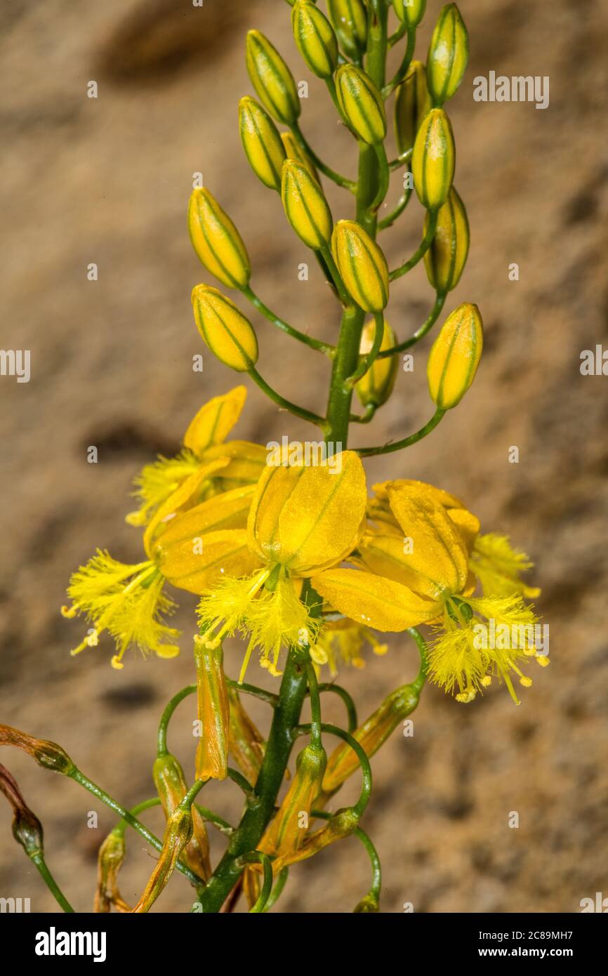 Bulbine hi-res stock photography and images - Alamy