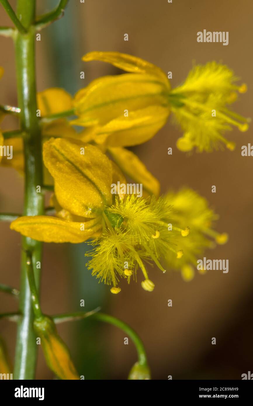 Flower of Bulbine Plant (Bulbine alooides Stock Photo - Alamy