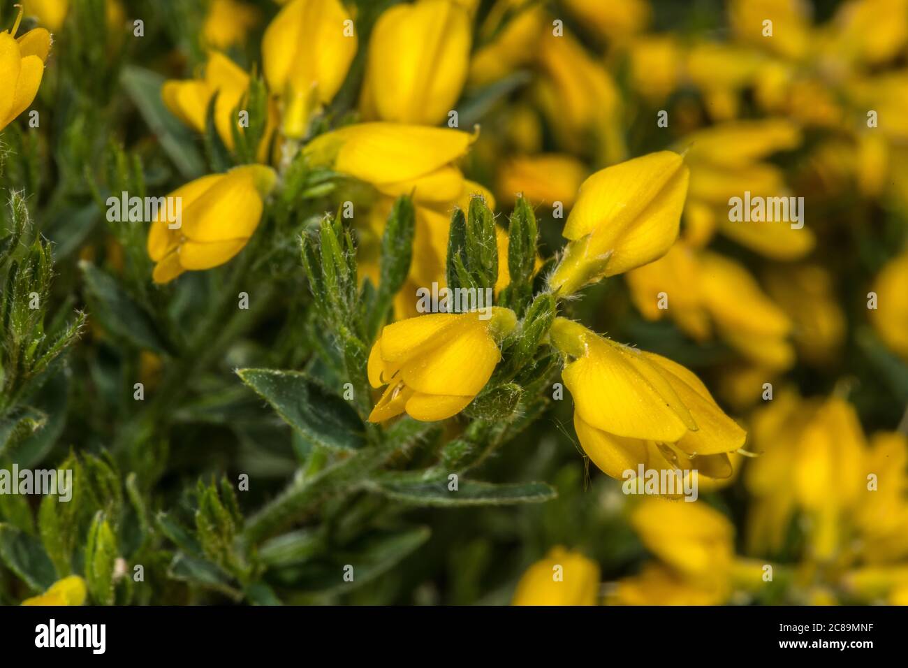 Genista shrub mediterranean flora hi-res stock photography and images ...